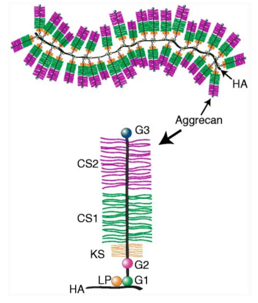 Aggrecan Antibodies and Antigens - Creative Diagnostics