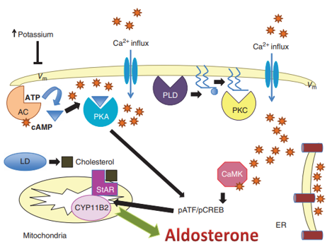 Aldosterone Potassium