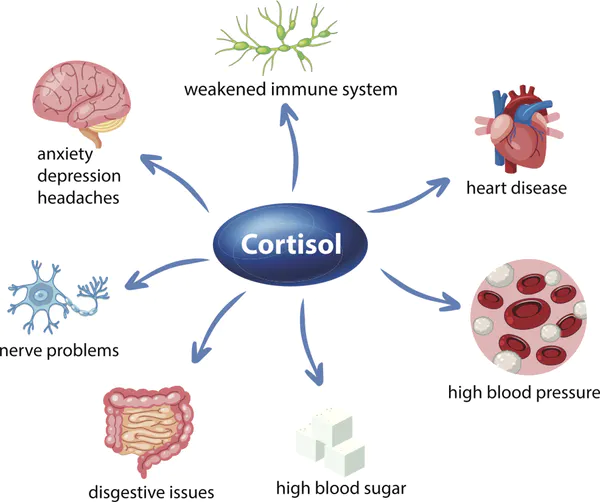 Cortisol Antibodies and Antigens - Creative Diagnostics