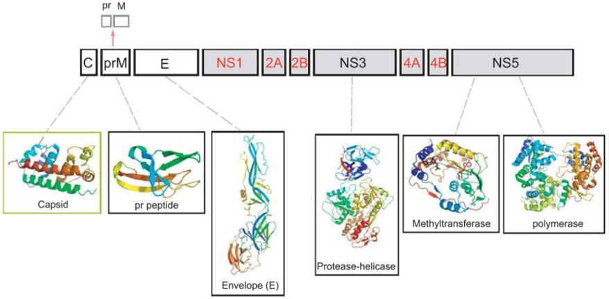 Dengue Virus (DENV) Antibodies and Antigens - Creative Diagnostics