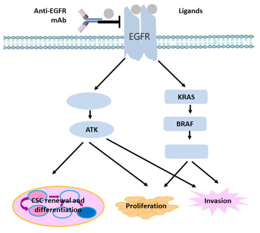 EGFR (Epidermal Growth Factor Receptor) Antibodies and Antigens ...