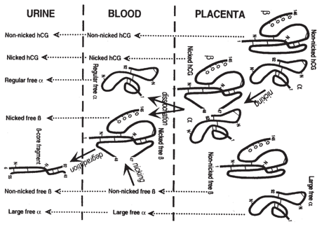 Human chorionic gonadotropin (HCG) Antibodies and Antigens - Creative ...