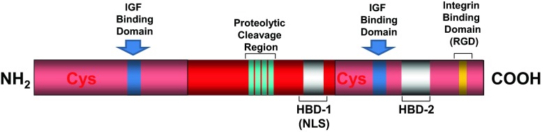 IGFBP-2 Antibodies and Antigens - Creative Diagnostics