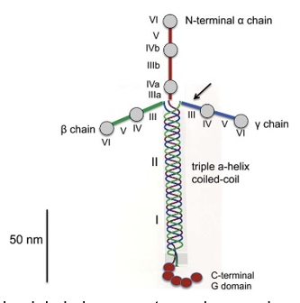 Laminin Antibodies and Antigens - Creative Diagnostics