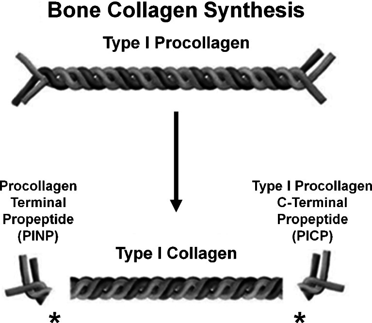 Procollagen I N-Terminal Propeptide (PINP) Antibodies and Antigens - Creative Diagnostics