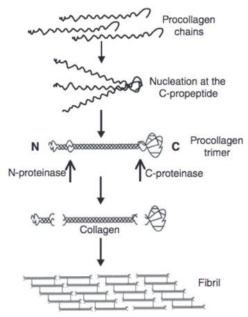 Procollagen Type III (PIIINP) Antibodies and Antigens - Creative ...