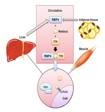 RBP4 (Retinol Binding Protein 4) Antibodies and Antigens - Creative ...