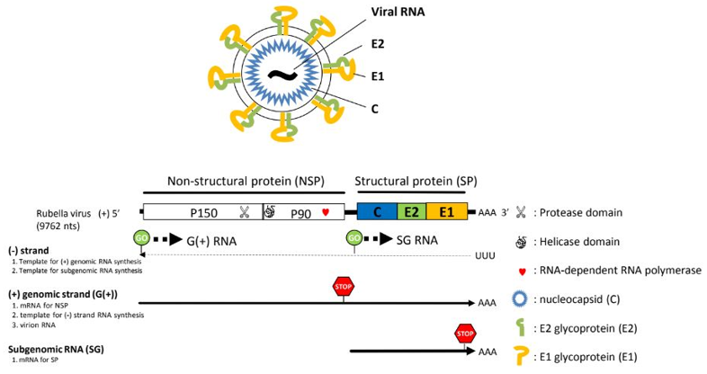 Rubella Virus Structure Rubella (German Measles): Nursing: Vídeo
