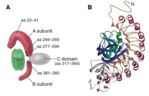 TSH Antibodies and Antigens - Creative Diagnostics