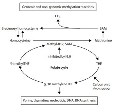 Vitamin B12 Antibodies and Antigens - Creative Diagnostics