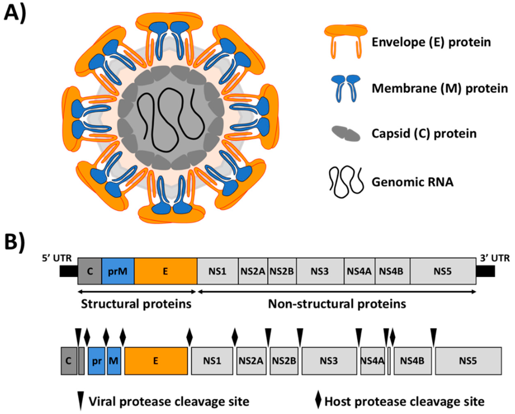 Zika Virus (ZIKV) Antibodies and Antigens - Creative Diagnostics