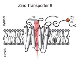 ZnT8 (Zinc Transporter 8) Antibodies and Antigens - Creative Diagnostics