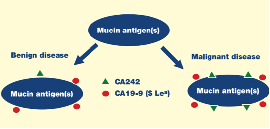 CA242 Antibodies and Antigens - Creative Diagnostics