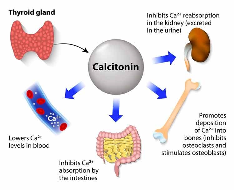 Calcitonin Antibodies and Antigens - Creative Diagnostics