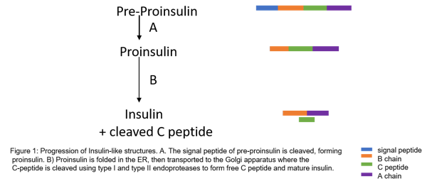 Insulin/Proinsulin Antibodies and Antigens - Creative Diagnostics