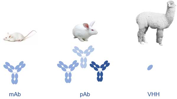 IVD Reagents Development - Creative Diagnostics