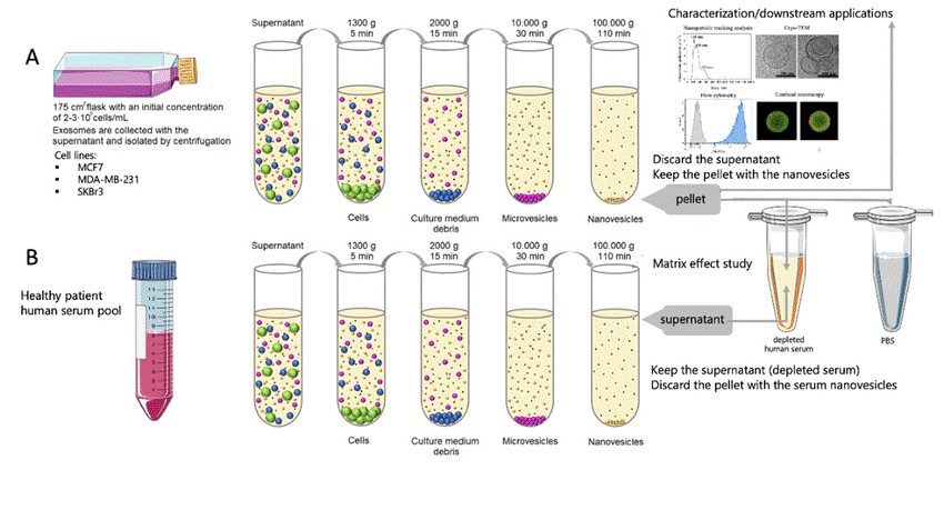 Cell Culture Supernatant ELISA Detection - Creative Diagnostics