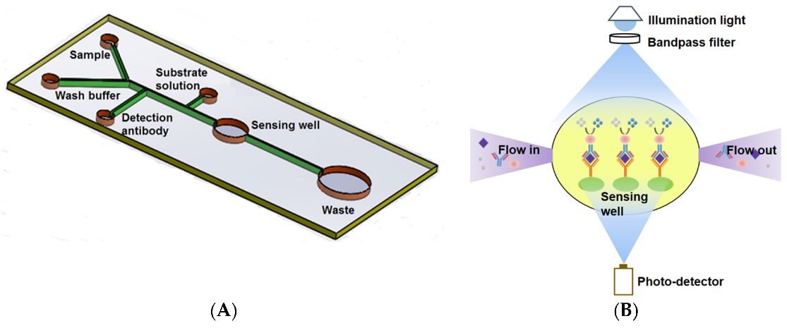 ELISA for Food Safety Detection - Creative Diagnostics