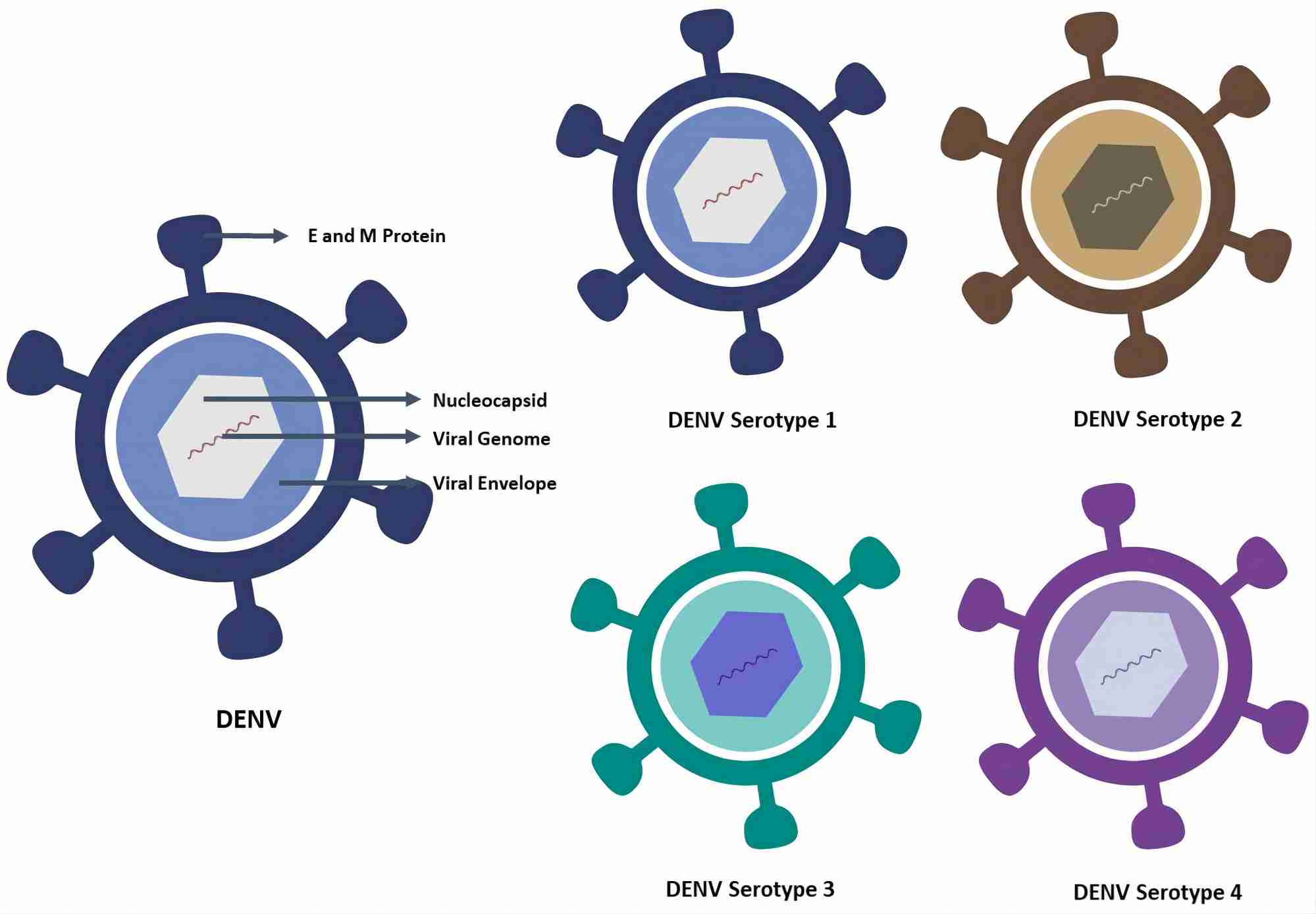 Dengue Virus (DENV) Immunoassays - Creative Diagnostics