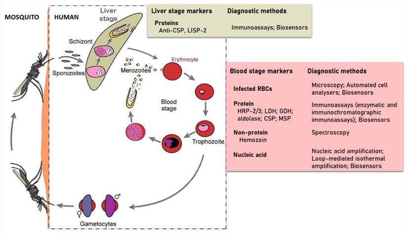 Malaria Immunoassays - Creative Diagnostics