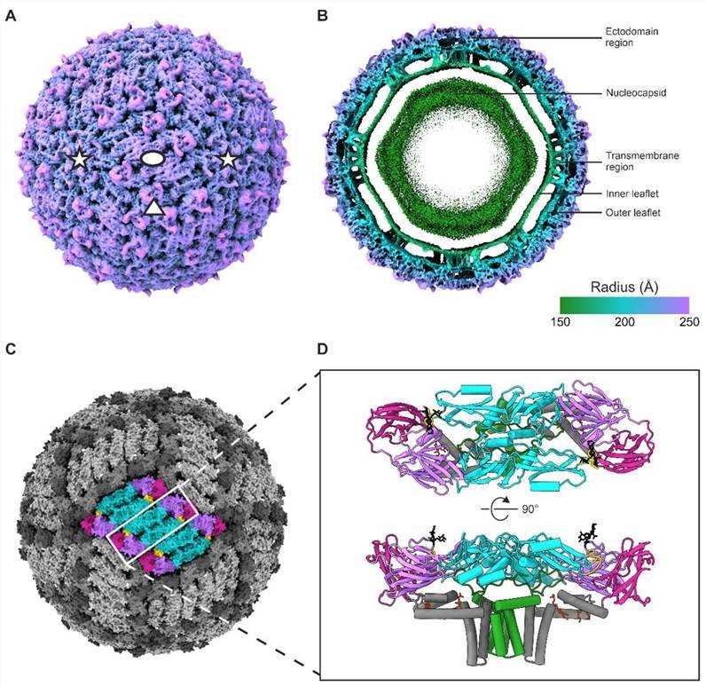 Tick-borne Encephalitis Virus (TBEV) Immunoassays - Creative Diagnostics