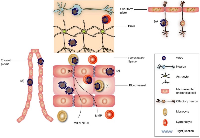 West Nile Virus (WNV) Immunoassays - Creative Diagnostics