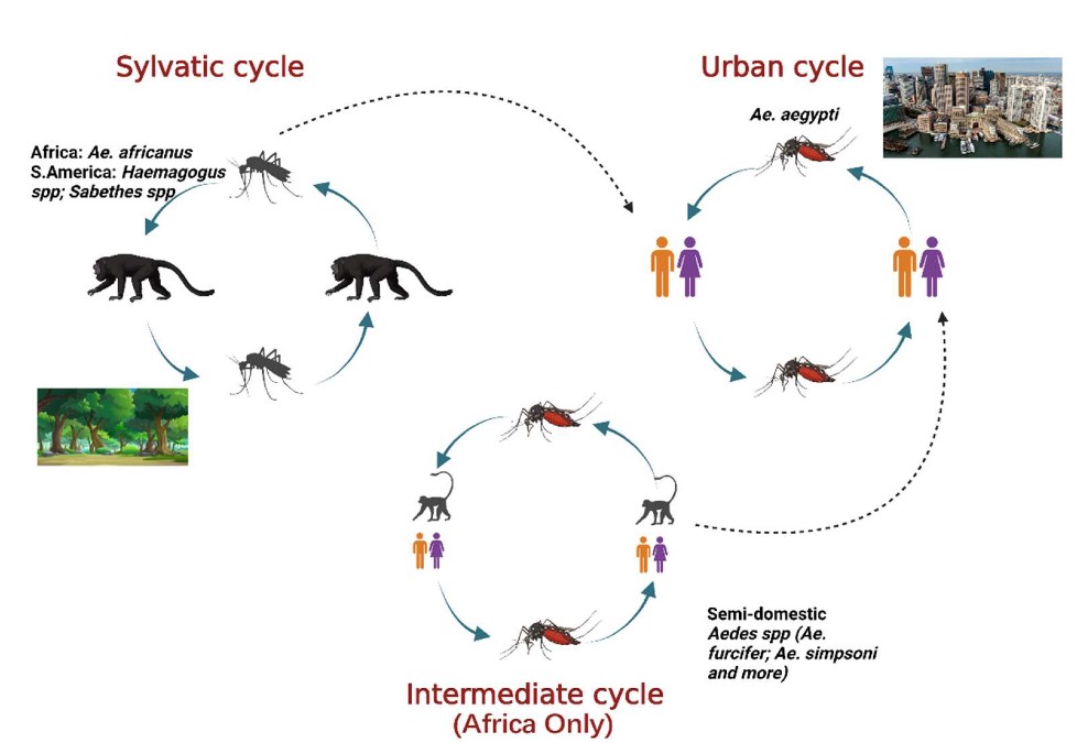 How to Detect Yellow Fever Virus (YFV) Using Immunoassay - Creative ...