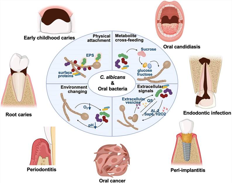 How to Detect Candida Albicans - Creative Diagnostics