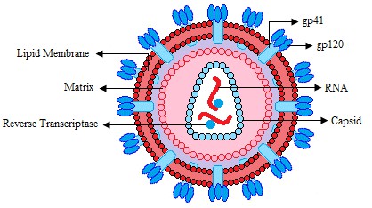 Human Immunodeficiency Virus (HIV) Immunoassays - Creative Diagnostics