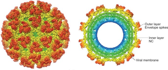 Chikungunya Virus (CHIKV) Immunoassays - Creative Diagnostics