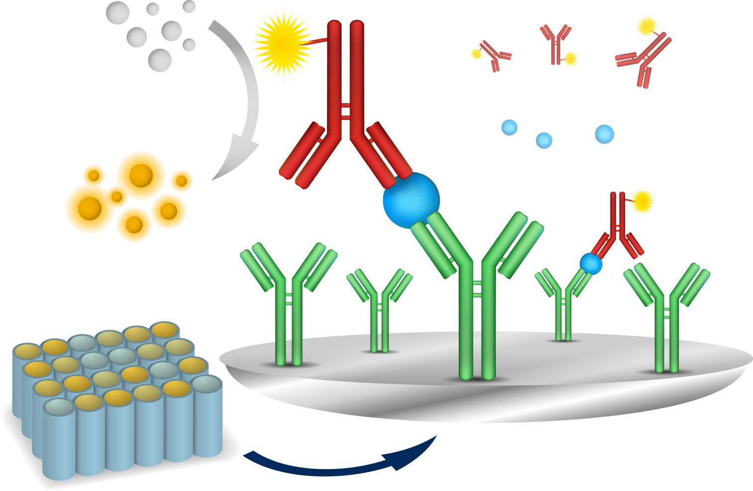 Immunoassay Applications - Creative Diagnostics