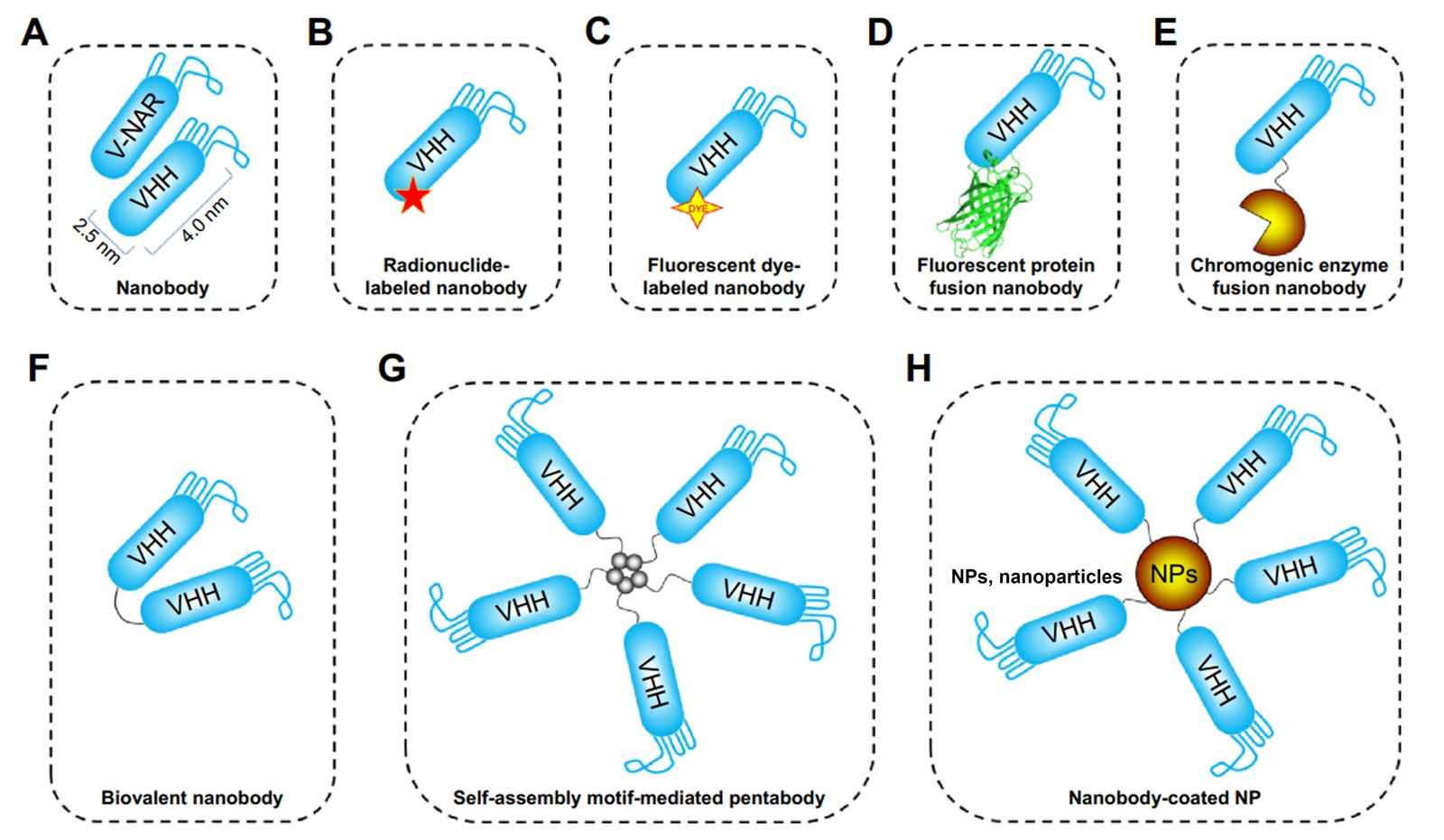 CamNB™ Nanobodies for Small Molecule Detection - Creative Diagnostics