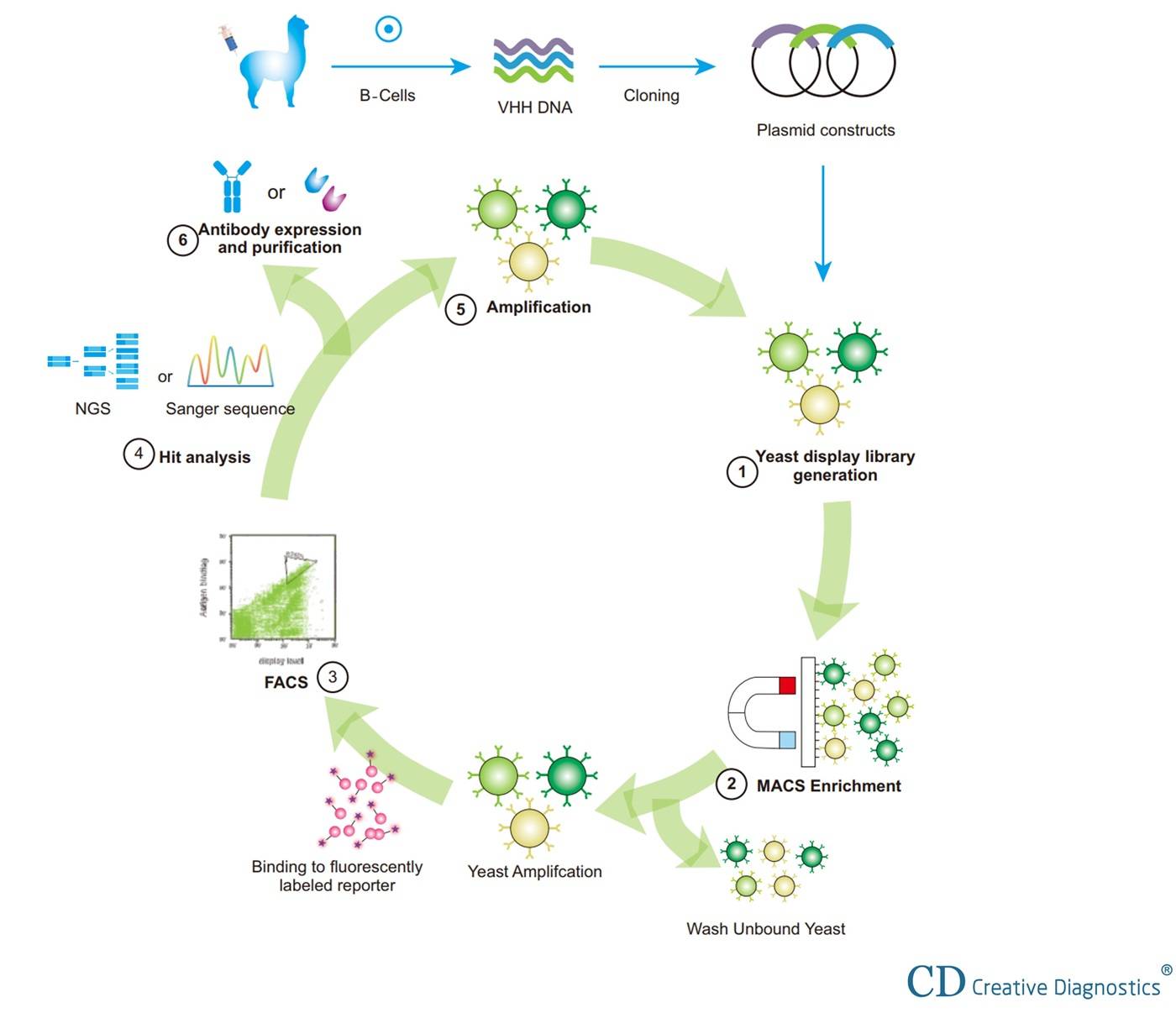 CamNB™ Nanobodies for Small Molecule Detection - Creative Diagnostics
