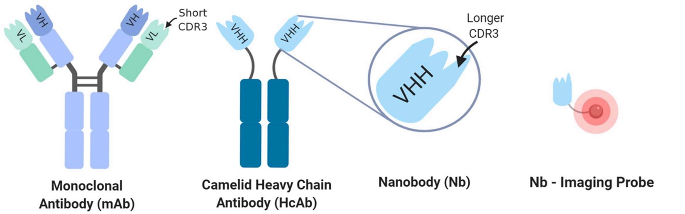 CamNB™ Nanobodies for Tumor Imaging and Diagnosis - Creative Diagnostics