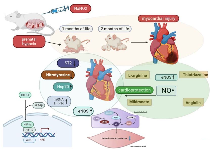 Cardiovascular Markers - Creative Diagnostics