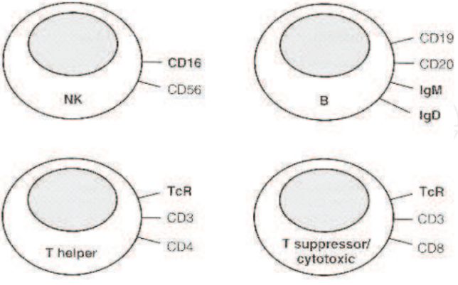 CD Markers - Creative Diagnostics