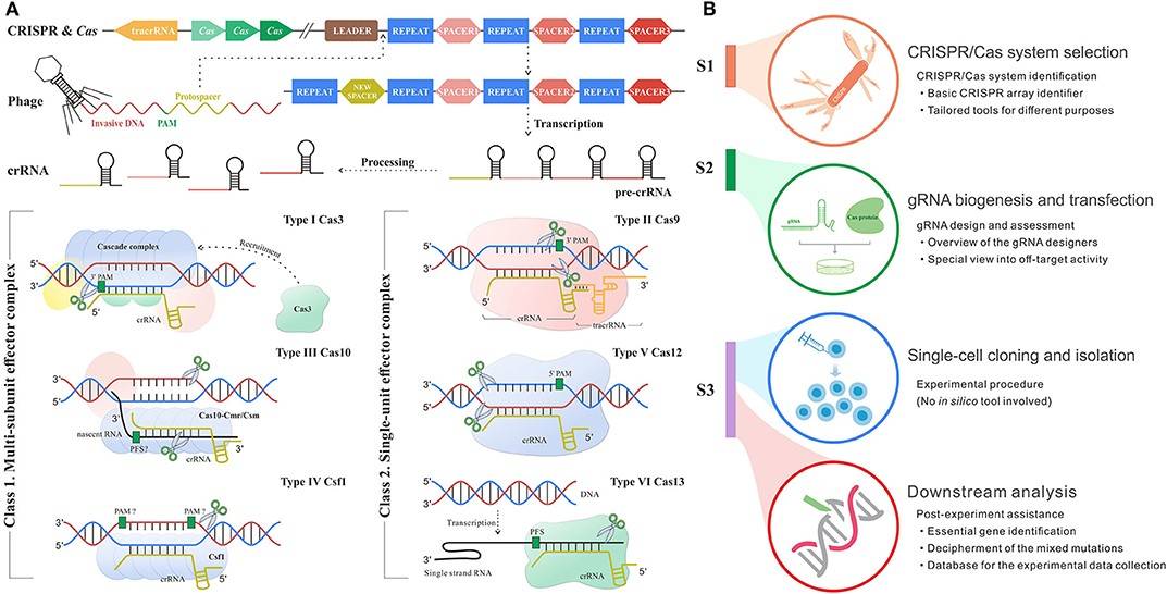 CRISPR/Cas System - Creative Diagnostics