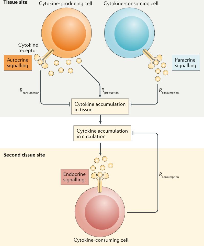 Cytokine - Creative Diagnostics