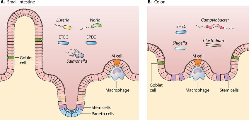 Gastrointestinal Pathogens - Creative Diagnostics