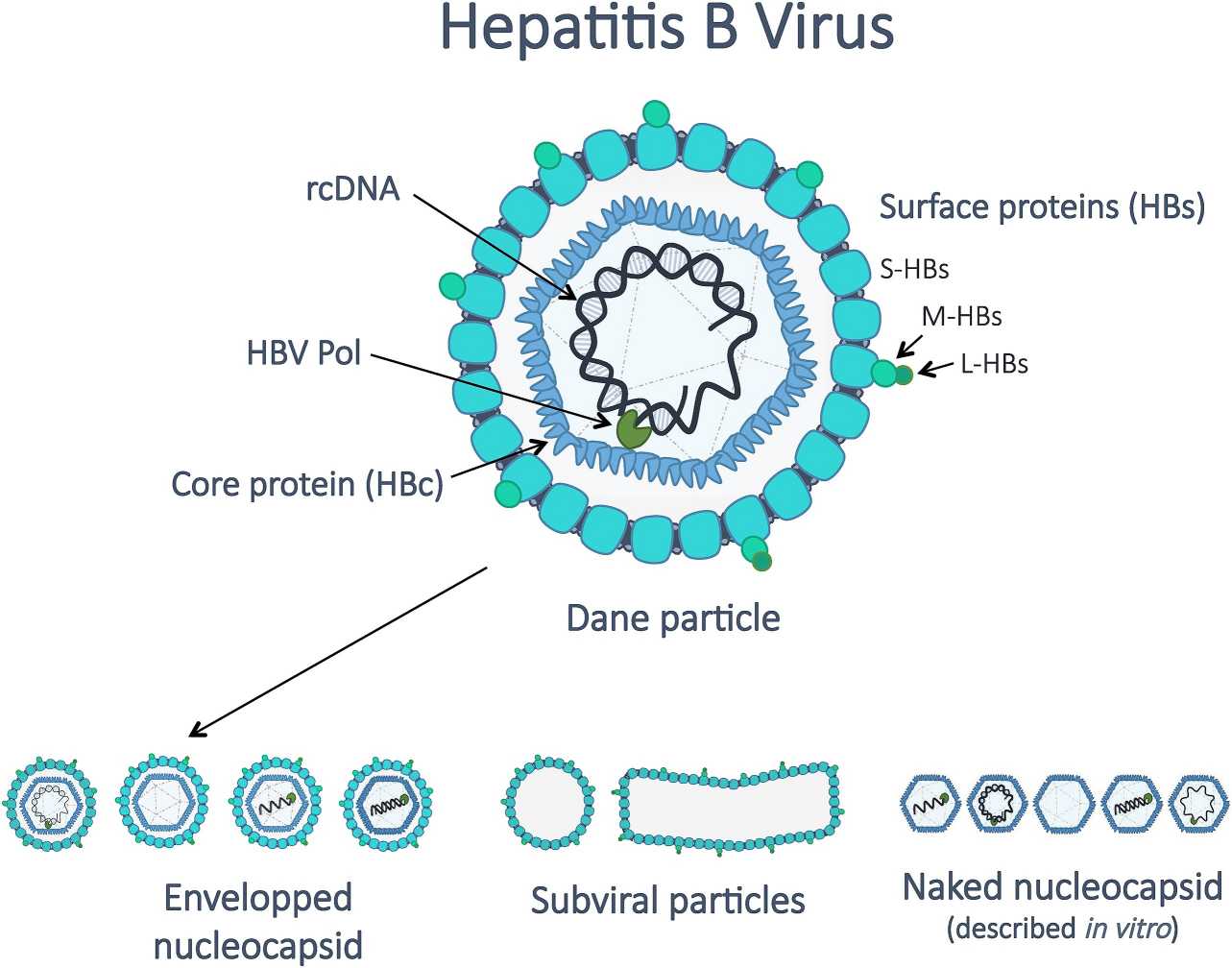 Hepatitis - Creative Diagnostics