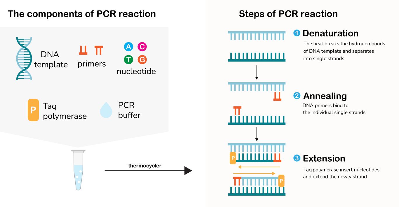 Universal Amplification Reagents and Kits - Creative Diagnostics