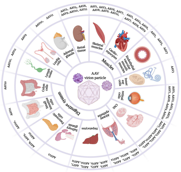 AAV Antigens - Creative Diagnostics