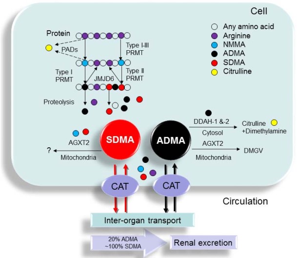 ADMA-Arginine ELISA Kit (DEIABL440) - Creative Diagnostics