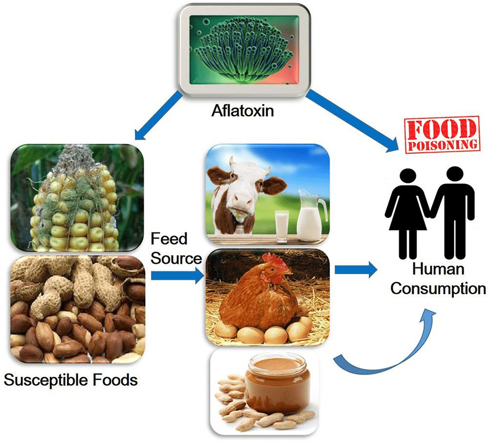 Aflatoxin Products - Creative Diagnostics
