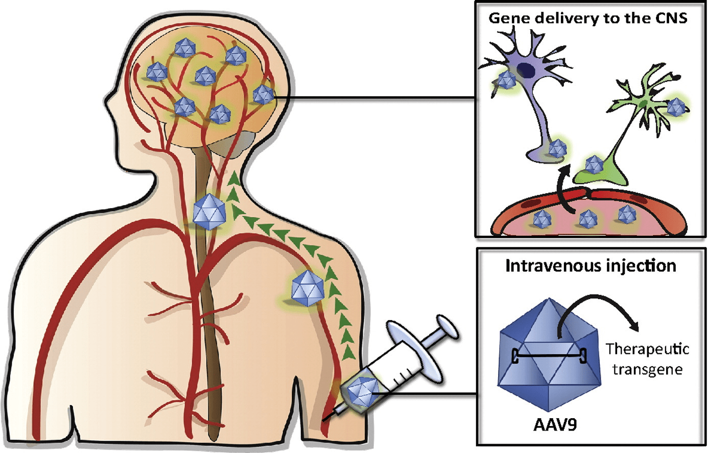 Anti-AAV9 (intact particles) monoclonal antibody, clone BEL0 (DPAB-AV01 ...