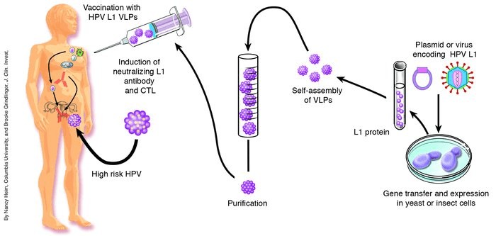 Mouse Anti-HPV 35 L1 monoclonal antibody (set) (CABT-CS276) - Creative ...