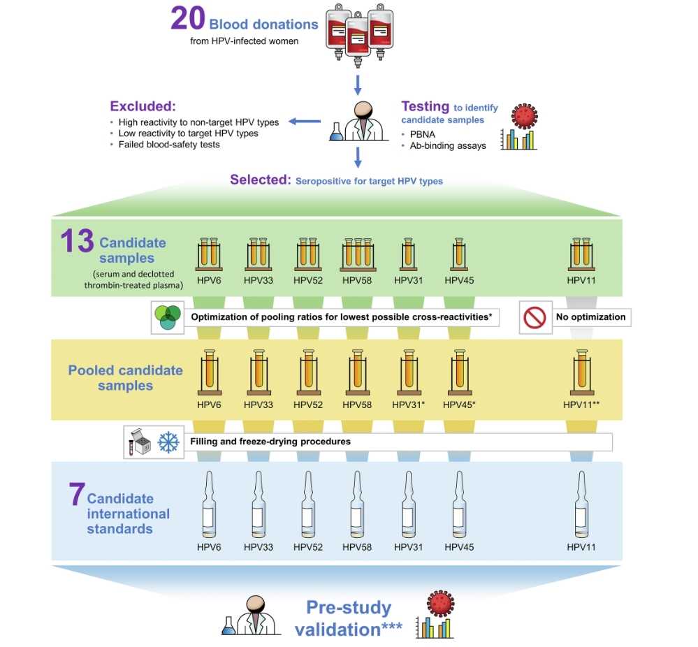Anti-HPV 31 L1 monoclonal antibody (set) (CABT-B8807) - Creative ...