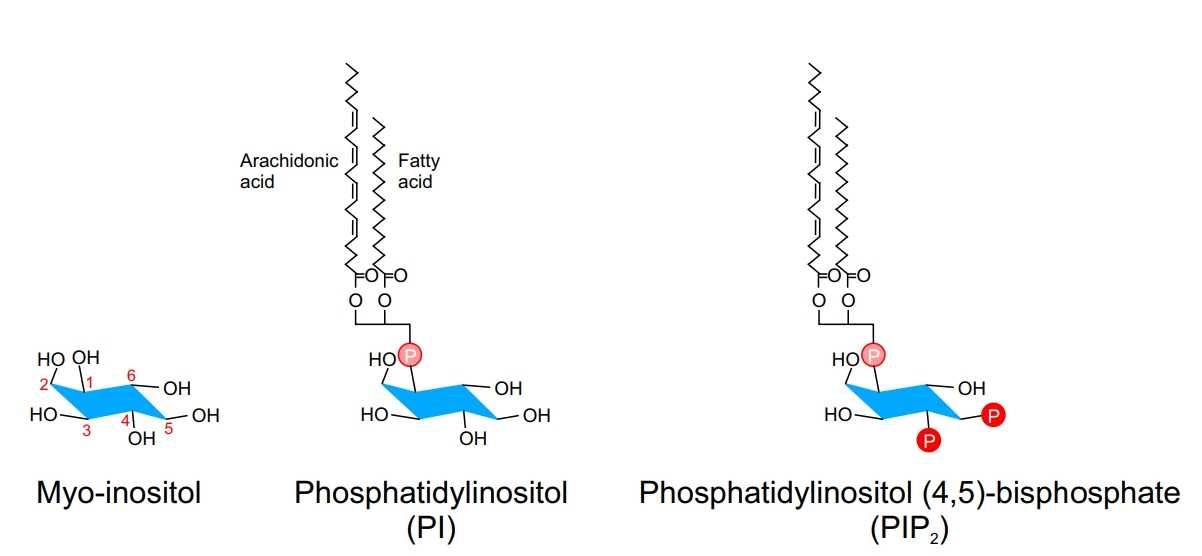 Anti-PIP2 monoclonal antibody, clone 4E23 (DMABT-Z60745) - Creative ...