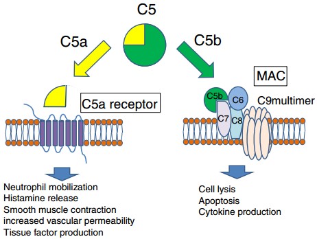 Human C5 Protein (DAG4667) - Creative Diagnostics