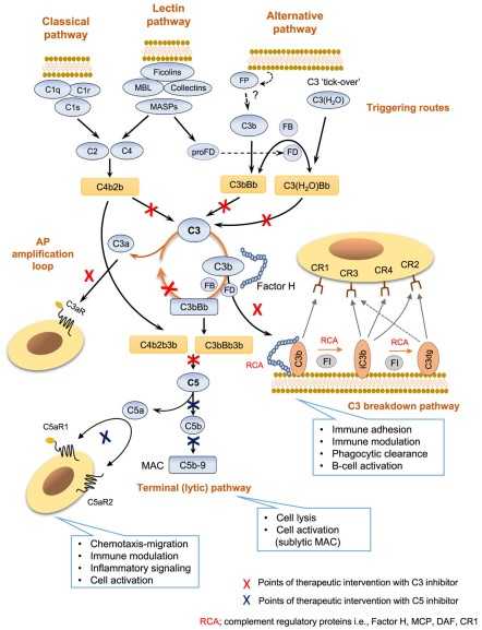Monkey C5b-9(Terminal Complement Complex C5b-9) ELISA Kit (DEIA-BJ2915 ...